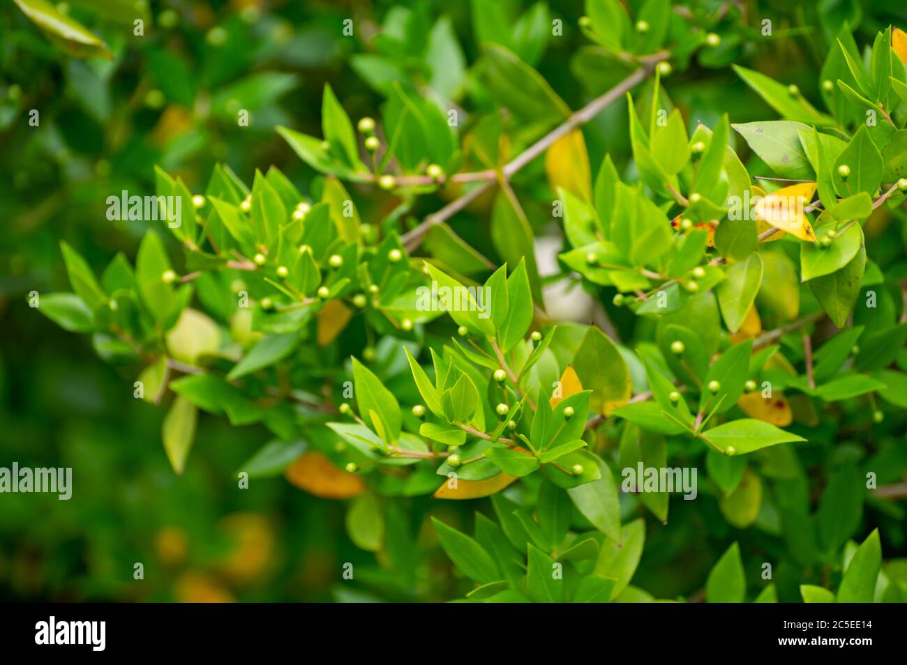 Botanical collection of medicinal plants and herbs, Myrtus communis or ...