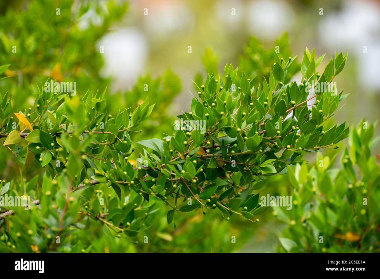 Botanical collection of medicinal plants and herbs, Myrtus communis or ...