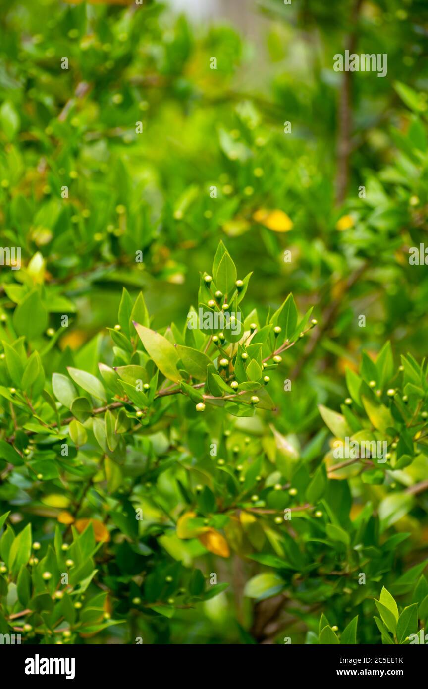 Botanical collection of medicinal plants and herbs, Myrtus communis or ...