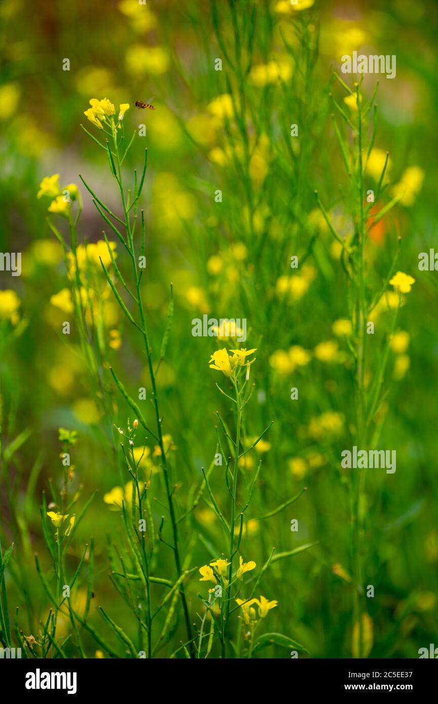 Botanical collection of culinary plants and herbs, yellow or white ...