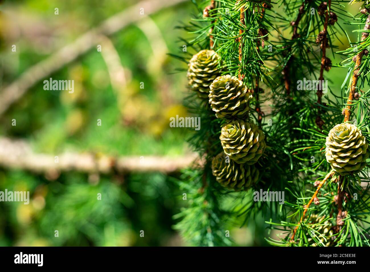 Larch cone with fresh green vegetation hi-res stock photography and ...