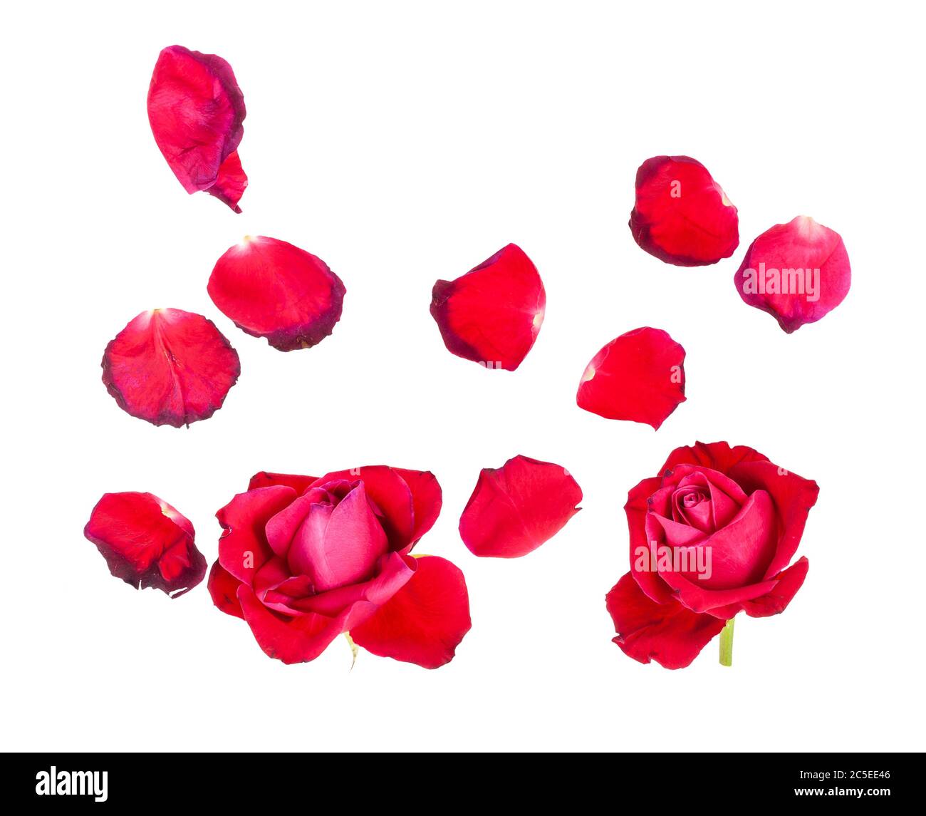 fallen petals and two withered blooms of red rose flowers isolated on ...