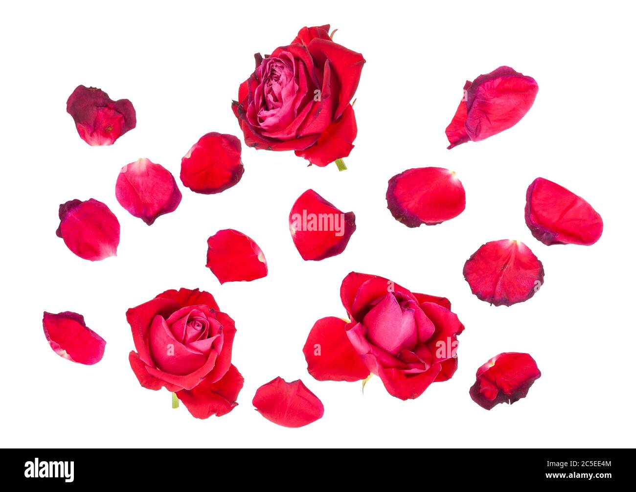 fallen petals and three withered blooms of red rose flowers isolated on ...
