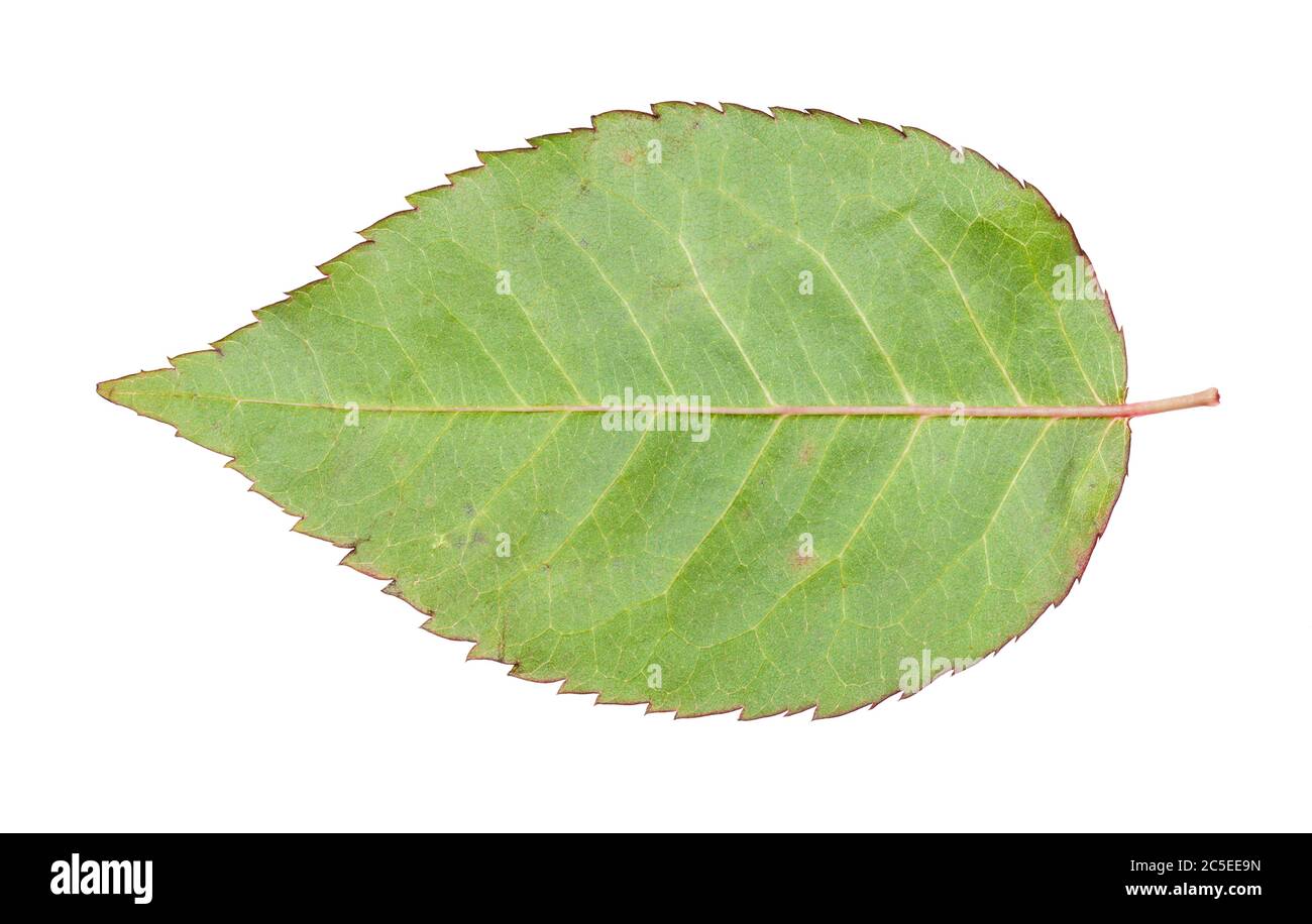 back side of fresh green leaf of garden rose plant isolated on white ...