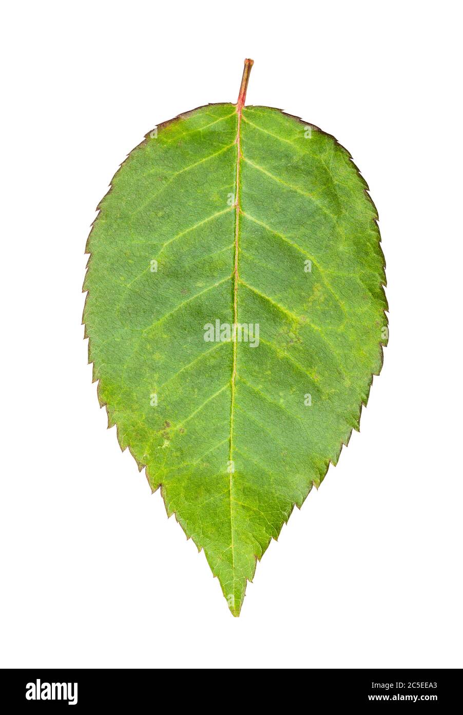 single fresh leaf of garden rose plant isolated on white background ...