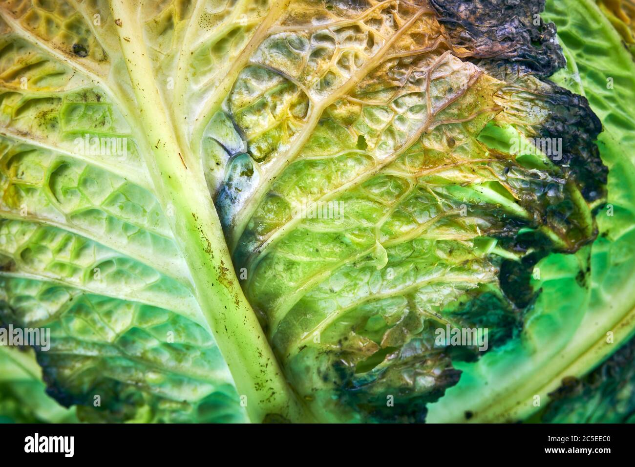 Rotten cabbage, macro, close up. Head of moldy cabbage. Unsuitable ...