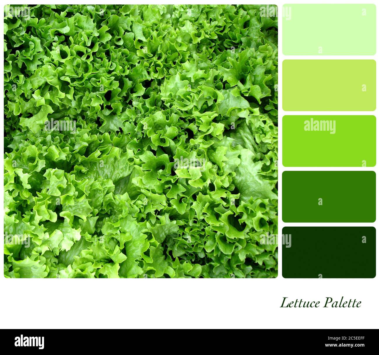 A background closeup of curly lettuce leaves in a colour palette with ...