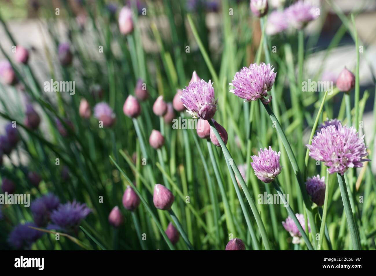 Micro herb chive hi-res stock photography and images - Alamy