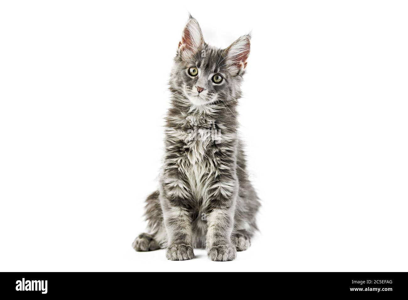 Maine coon kitten, isolated. Cute maine-coon cat on white background ...