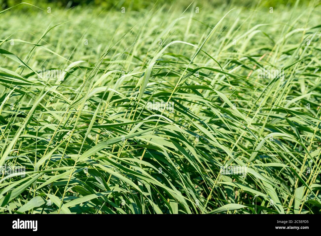 Fresh green reed by the river Rioni, Poti Stock Photo - Alamy
