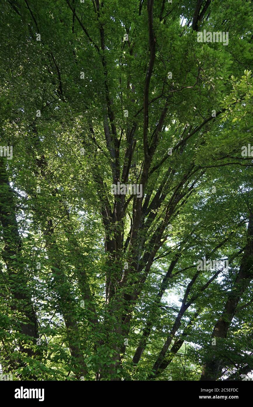 Thick branches of a tree growing densely and forming a tree crown with ...