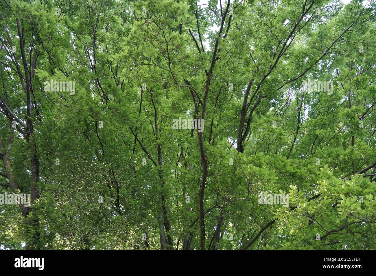 Tree crown with densely growing branches and lush green leaves is a ...