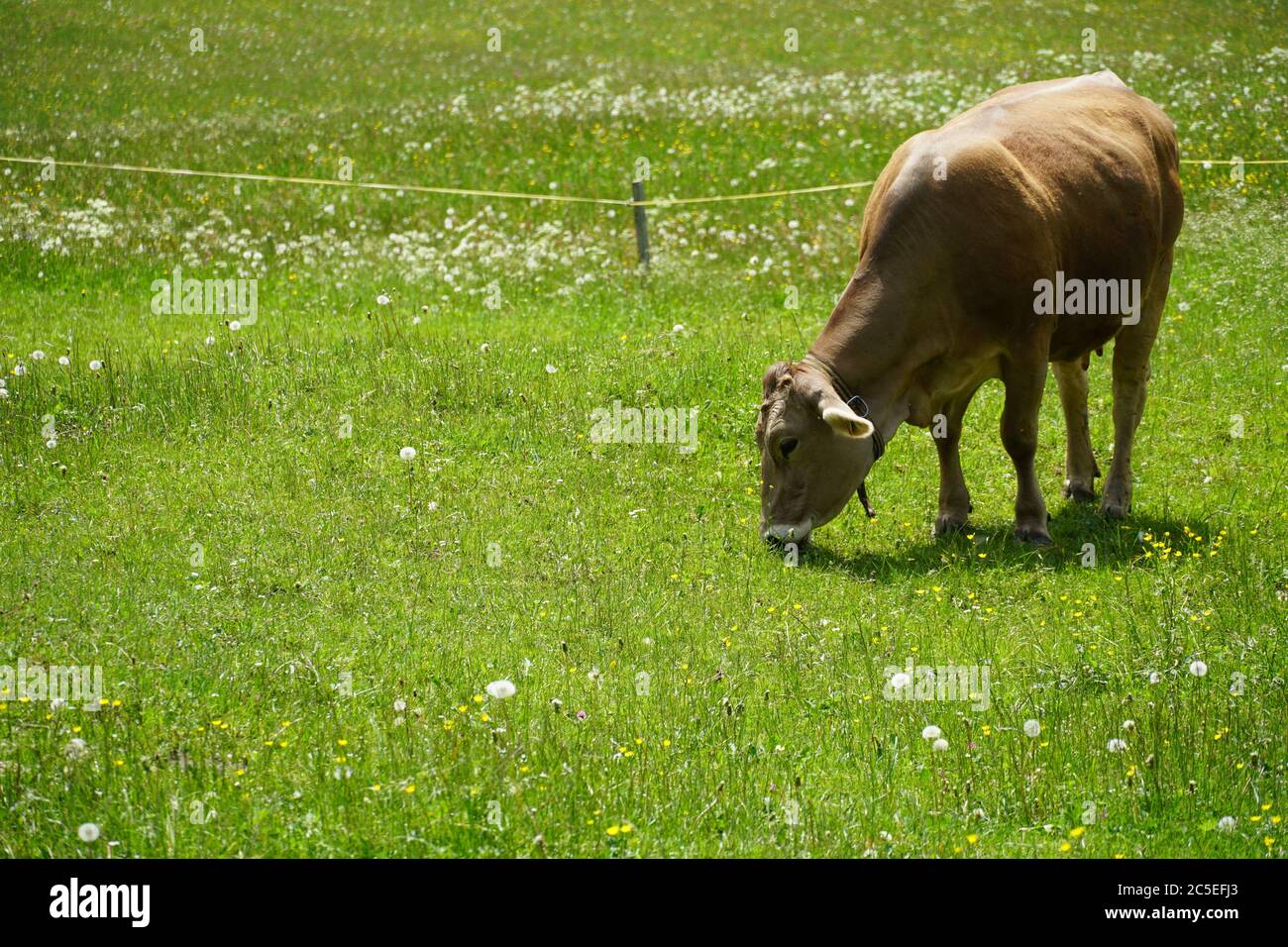 Brown swiss cow hi-res stock photography and images - Alamy