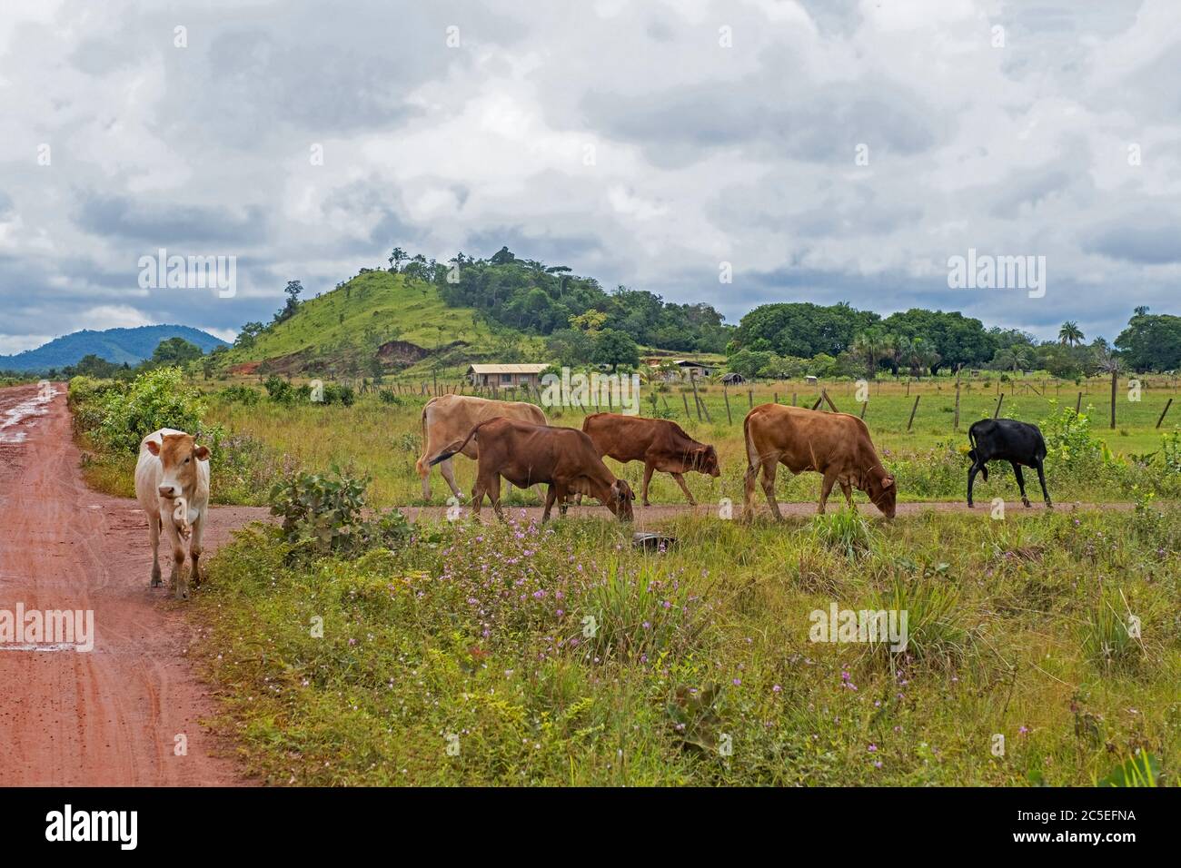 Small farm house with cows on the savanna along the Linden-Lethem dirt ...