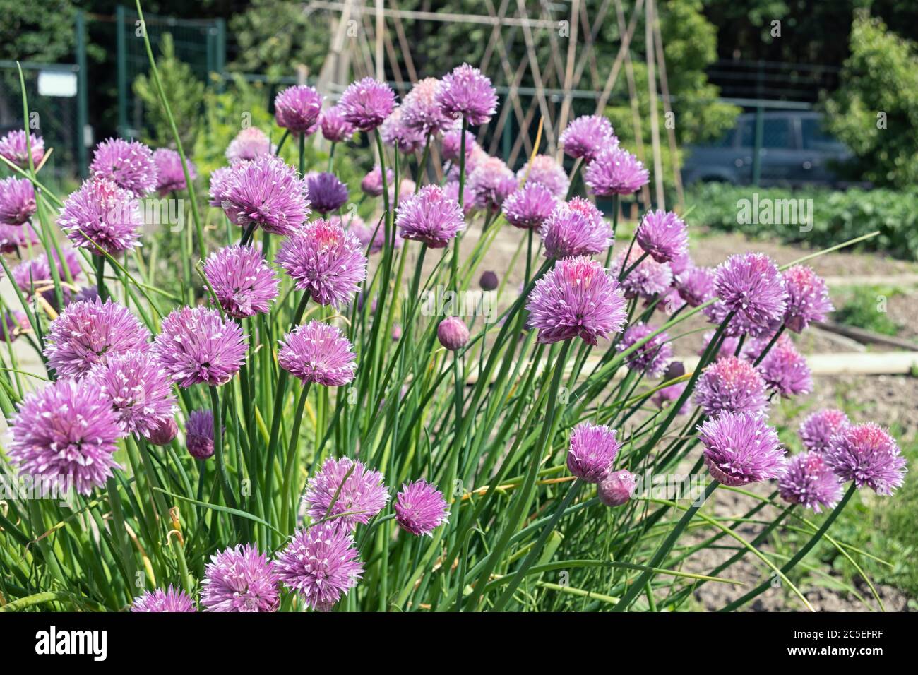 Chive plants hi-res stock photography and images - Alamy