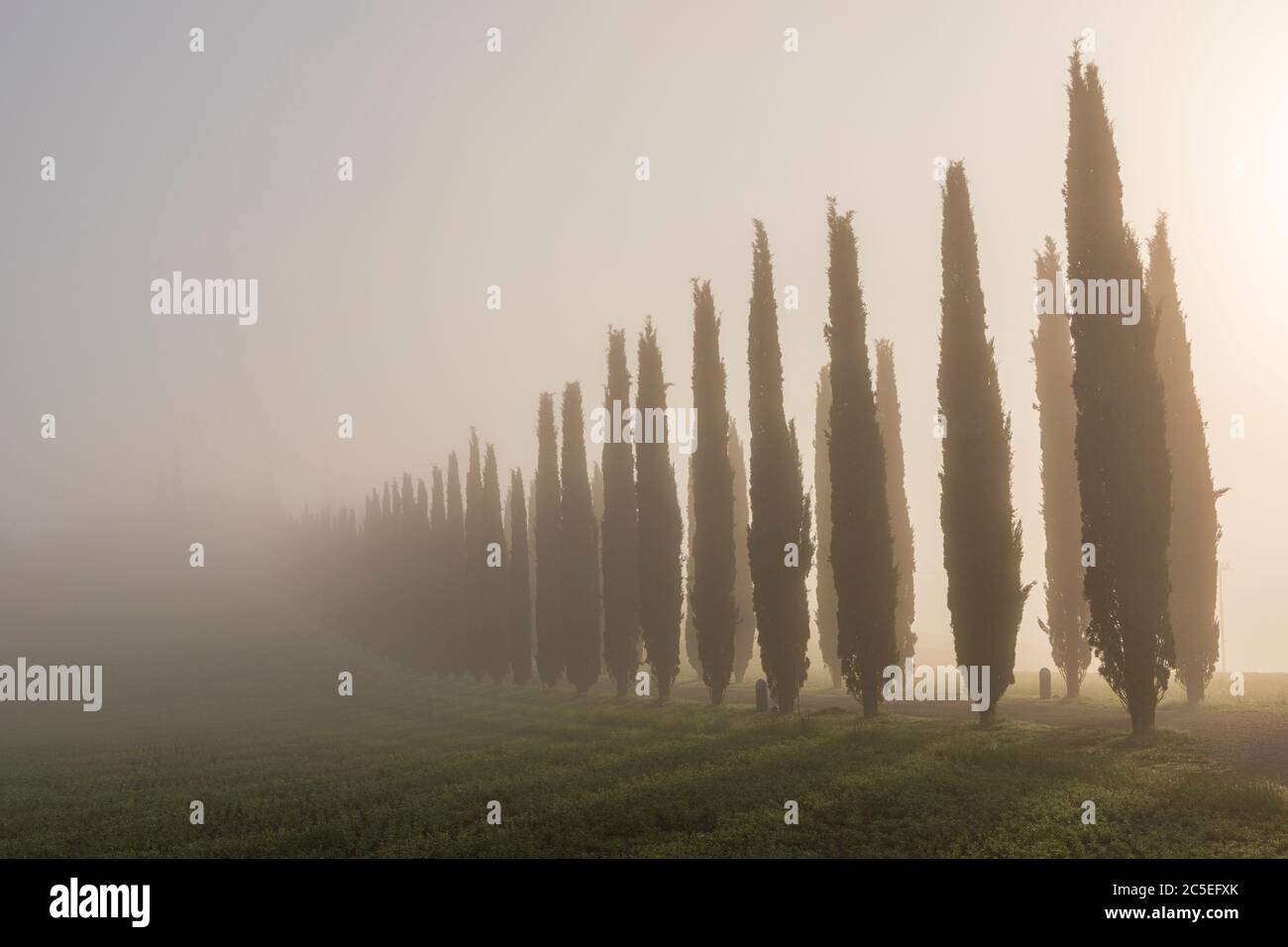 Sunrise through cypress trees hi-res stock photography and images - Alamy