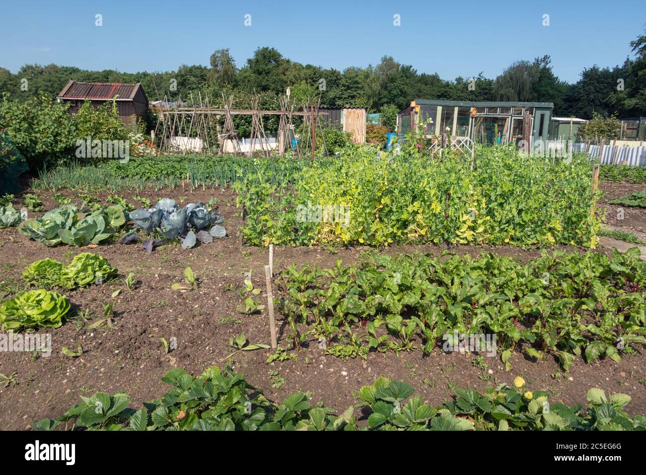 Dutch allotment garden with growing coal, endive, potatoes and shed ...