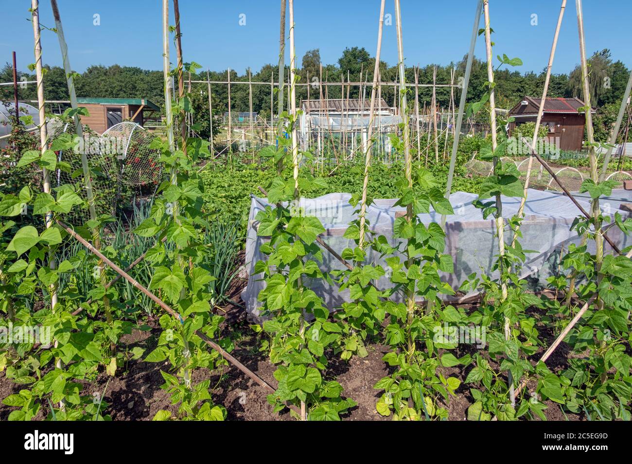Dutch allotment garden with growing vegetables, bean stakes and shed ...