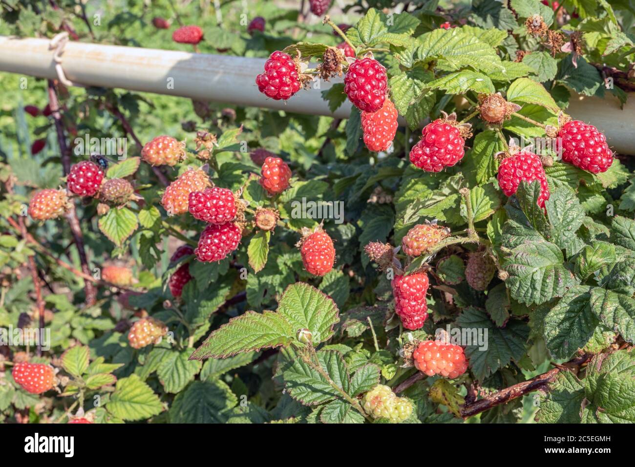 Growing raspberries hi-res stock photography and images - Alamy