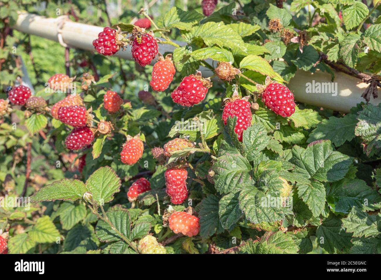 Growing raspberries hi-res stock photography and images - Alamy