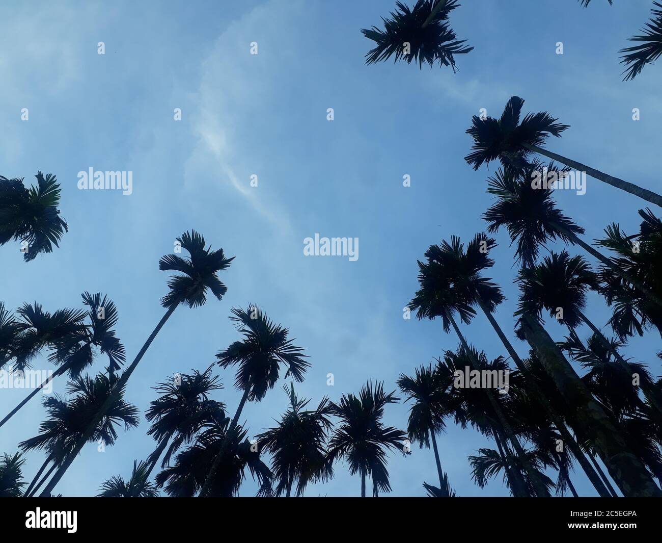 Tropical Palm Tree Trees Skyline High Resolution Stock Photography and ...