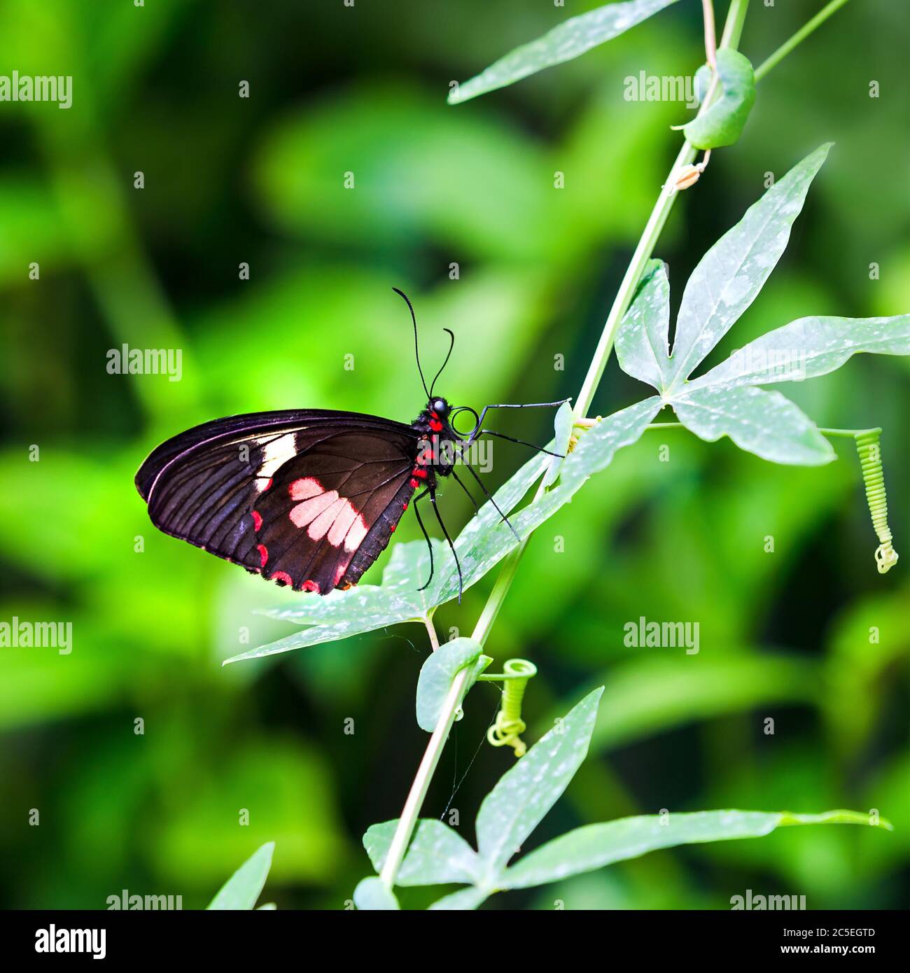 Cattleheart swallowtail hi-res stock photography and images - Alamy
