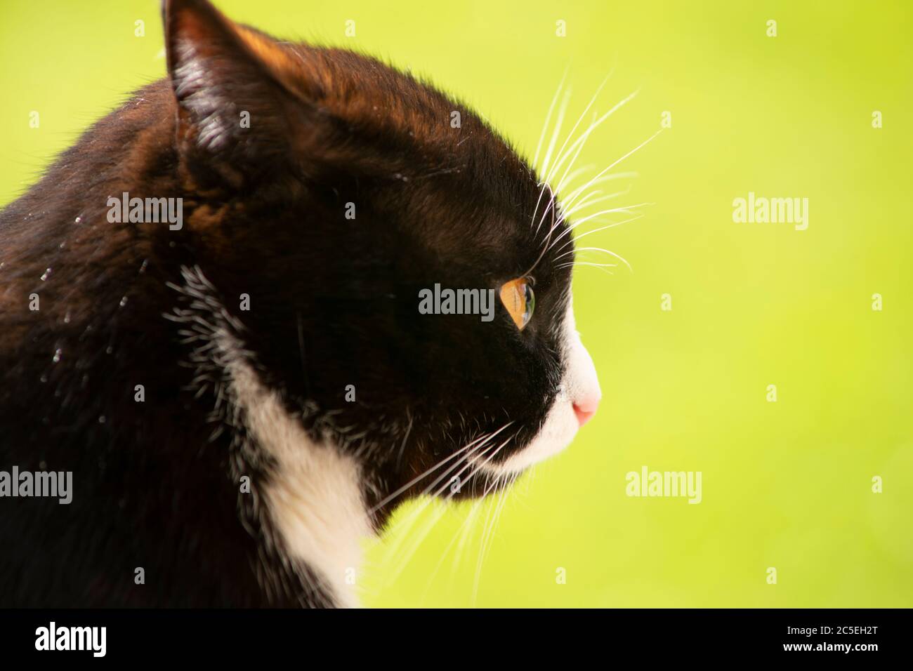 cat close-up looking right on a green background Stock Photo - Alamy