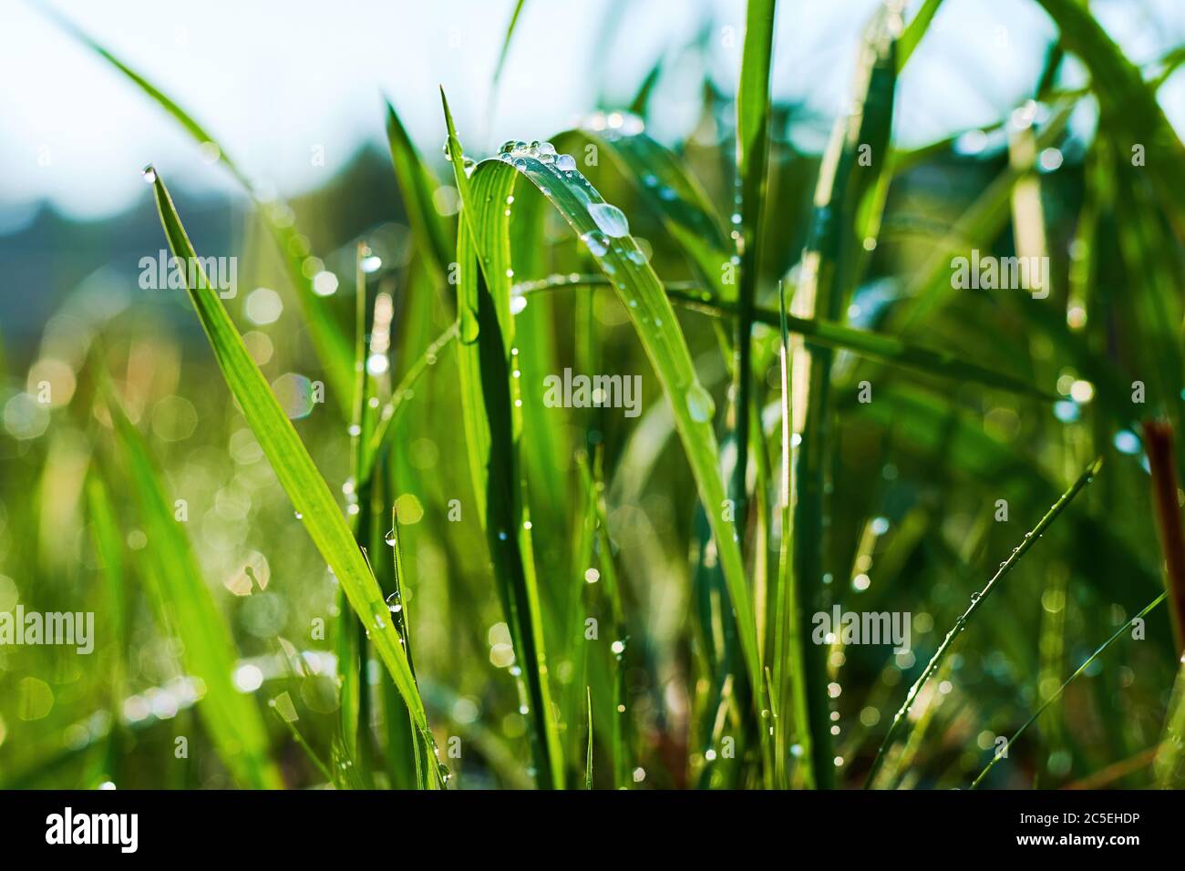 Wet green grass after the rain highlighted by the sunlight of the ...
