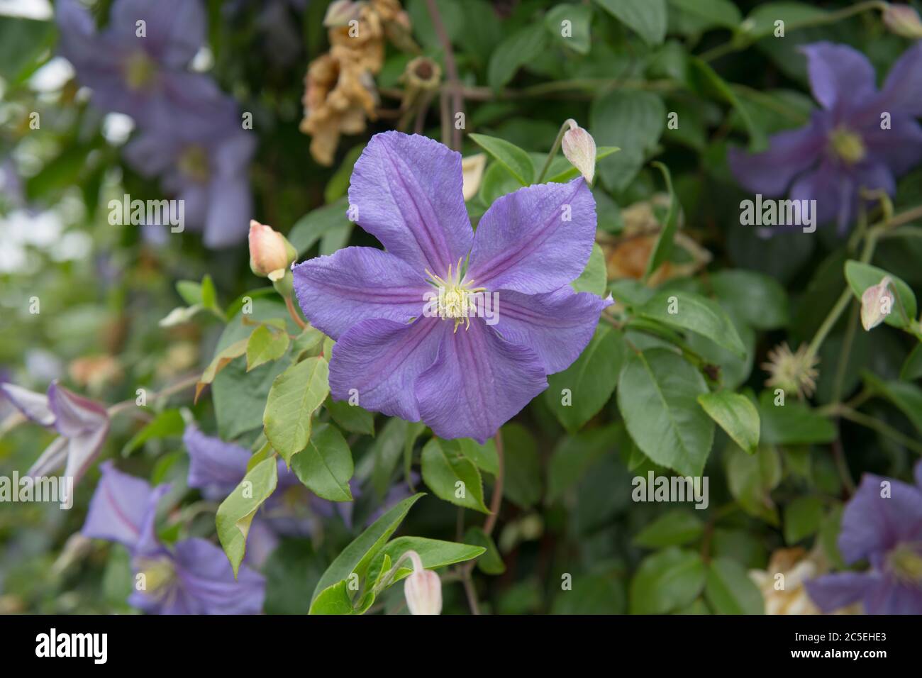 Summer Flowering Deciduous Climbing Clematis Plant (Clematis 'Perle D ...