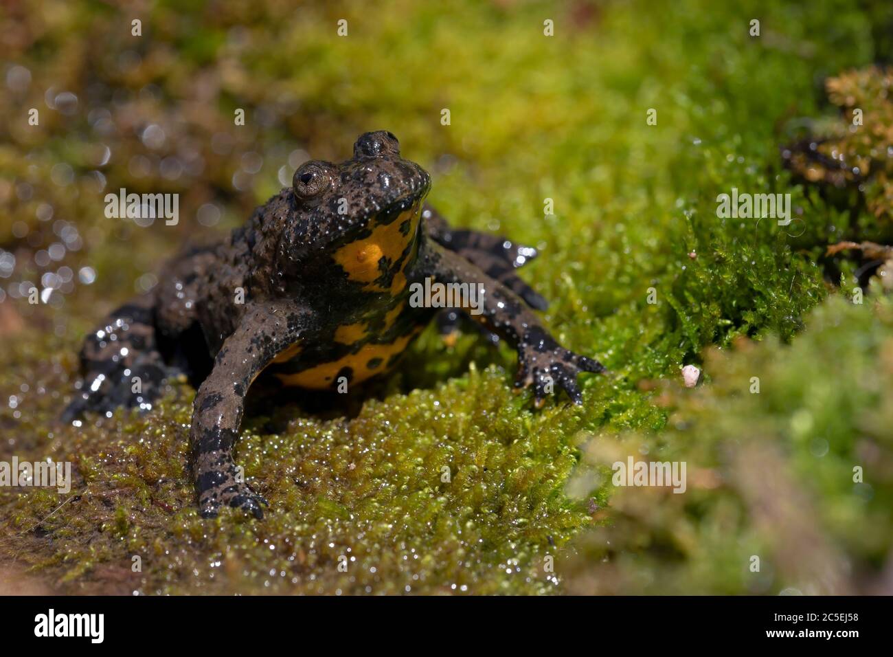 Apennine yellow bellied toad hi-res stock photography and images - Alamy