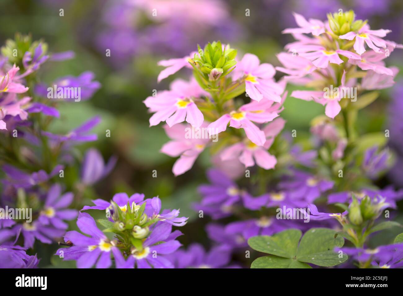 Scaevola aemula, the fairy fan-flower natural floral background Stock ...