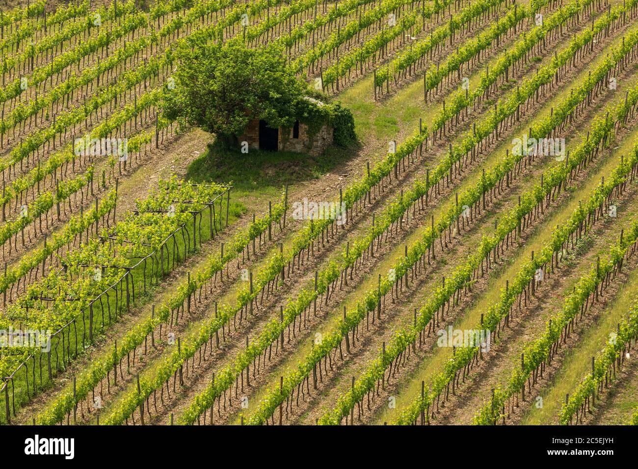 Tuscan wine making hi-res stock photography and images - Alamy