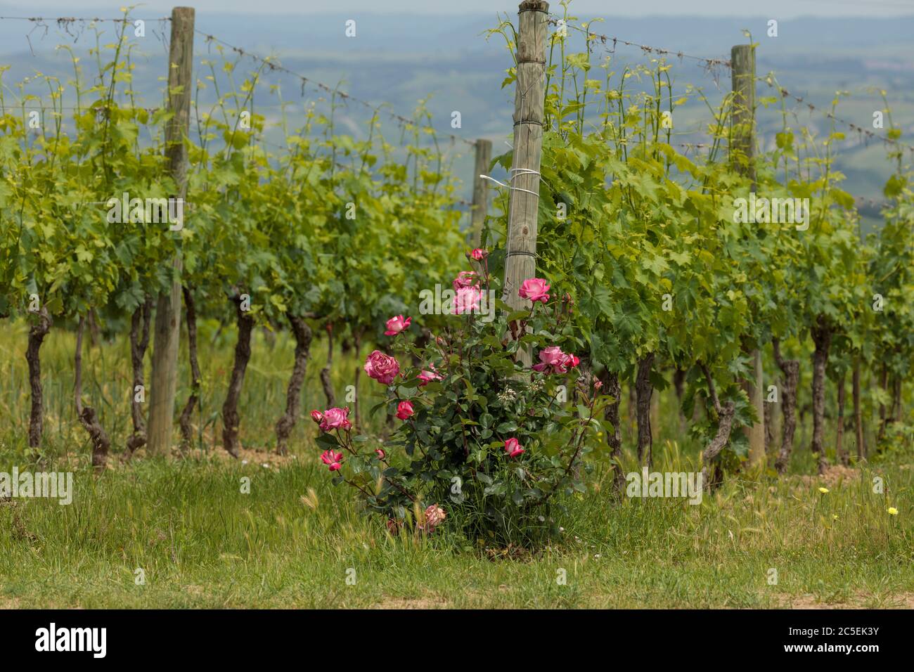Vines and rose bushes hi-res stock photography and images - Alamy