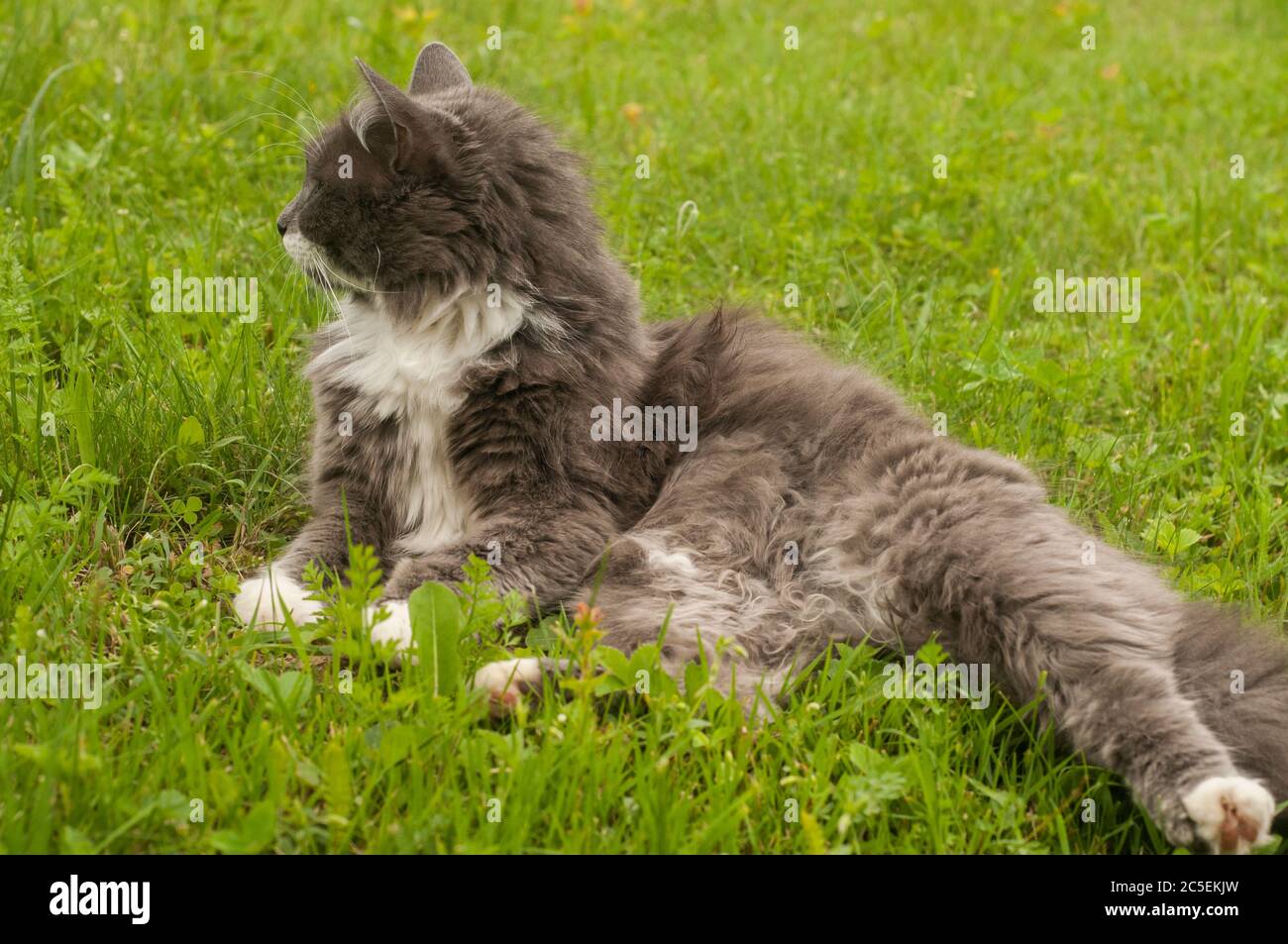 Female grey cat resting on green grass meadow Stock Photo - Alamy