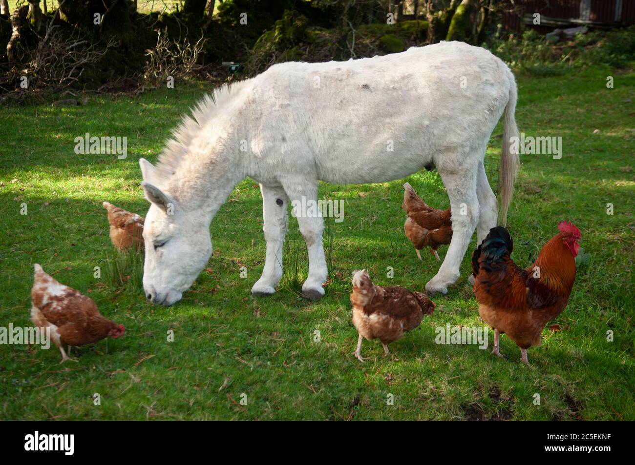 Photo of chickens hi-res stock photography and images - Alamy