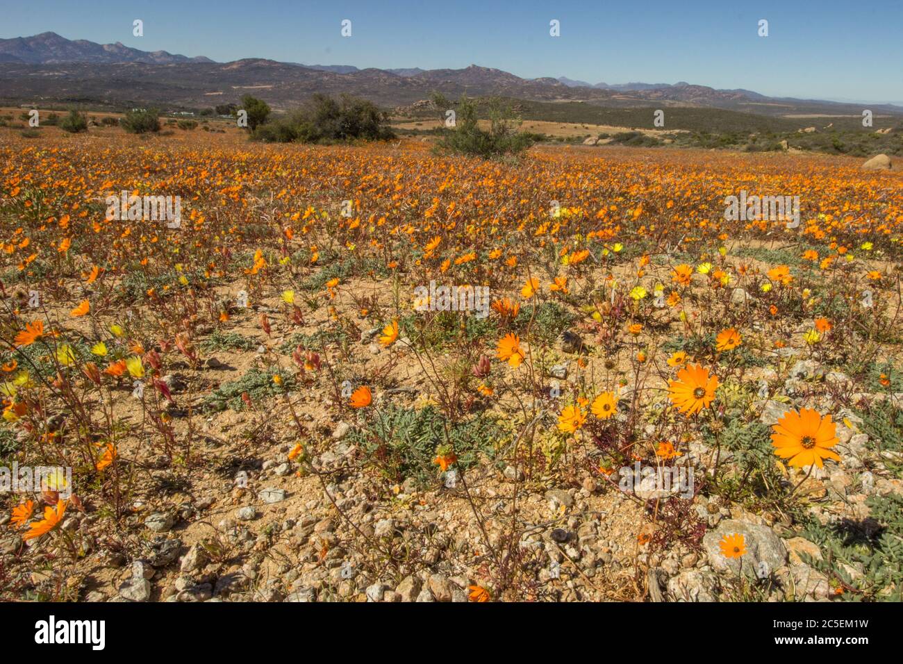 A field filled with a carpet of wildflowers in the springtime in the ...