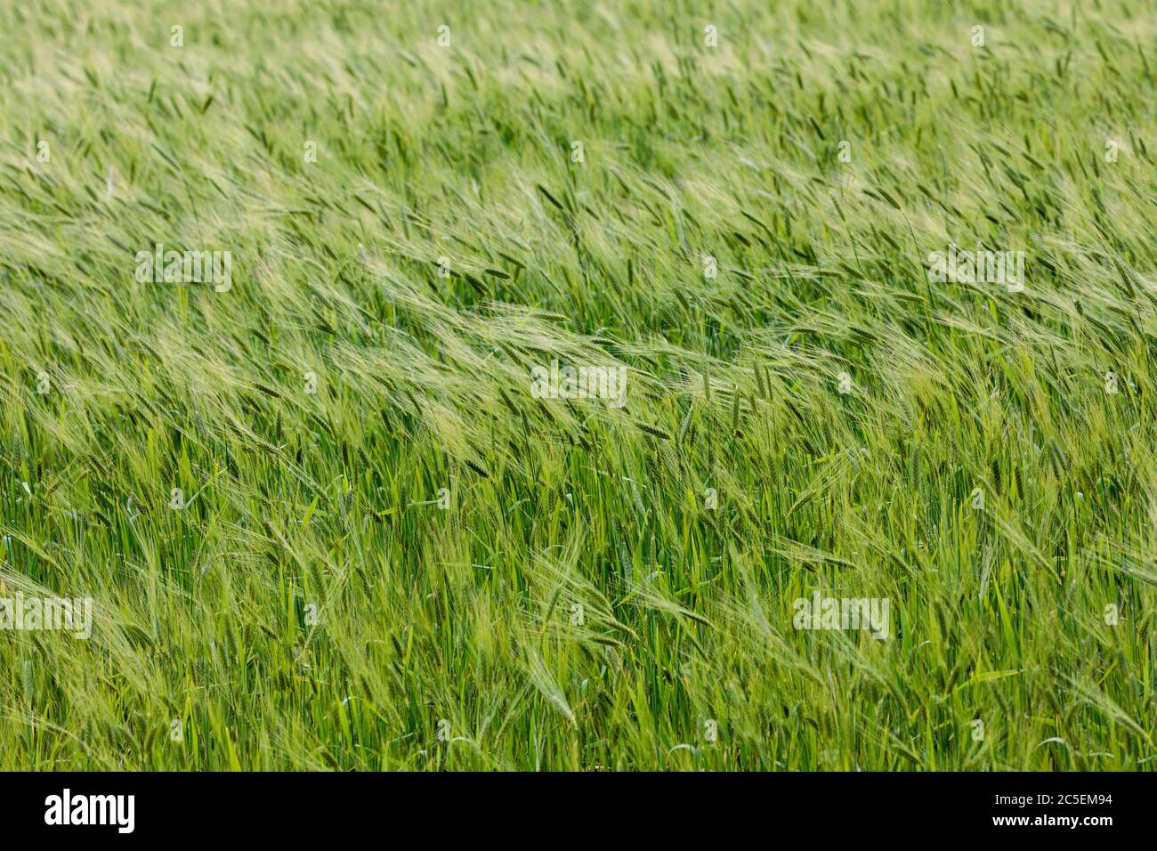Wheat fields blowing in the wind in Tuscany Stock Photo - Alamy