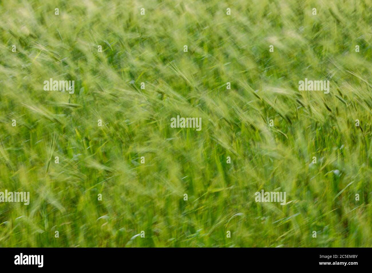 Wheat blowing in the wind hi-res stock photography and images - Alamy