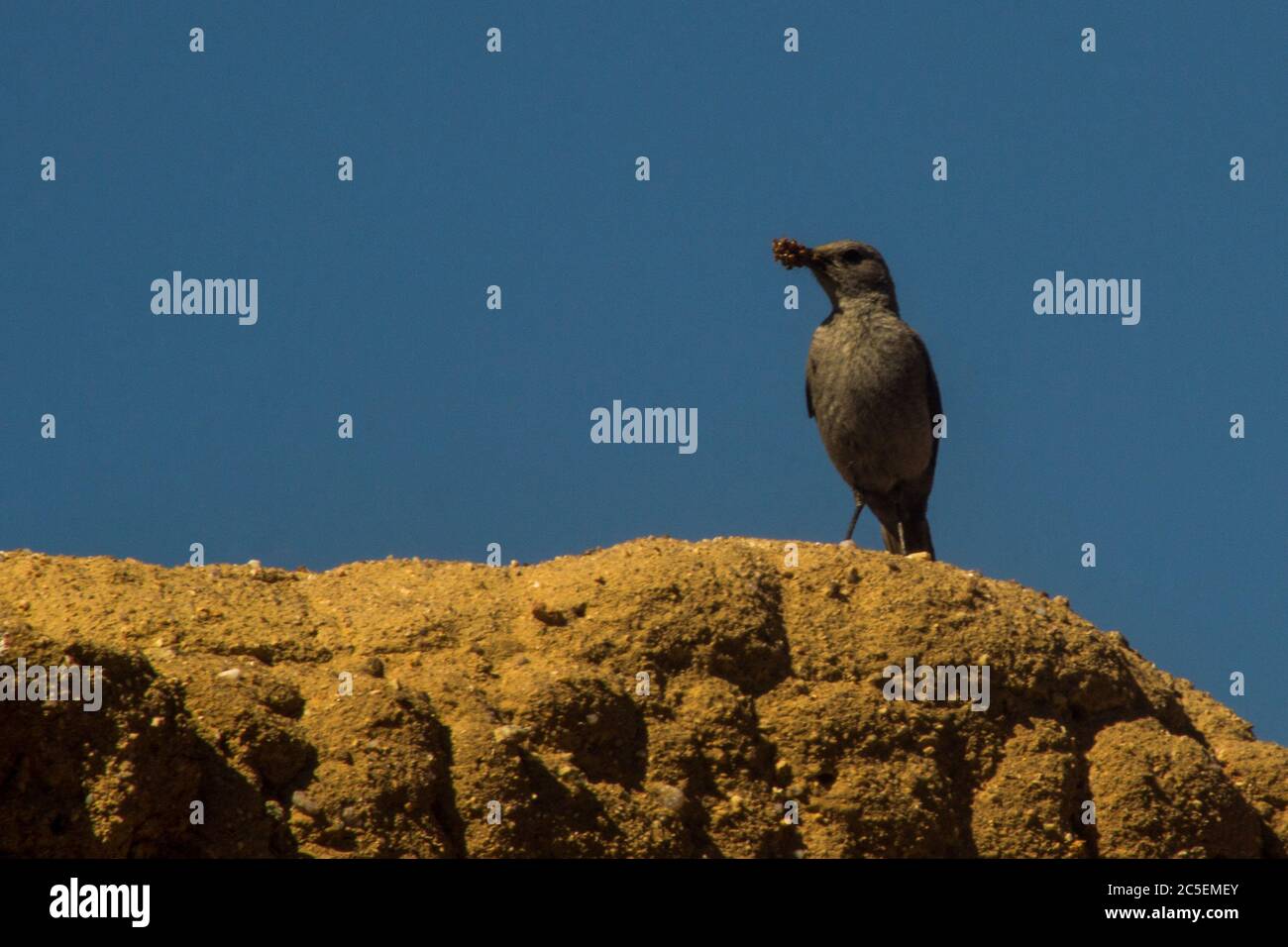 Red-winged Starling with nest building material on top of the Ruin of ...