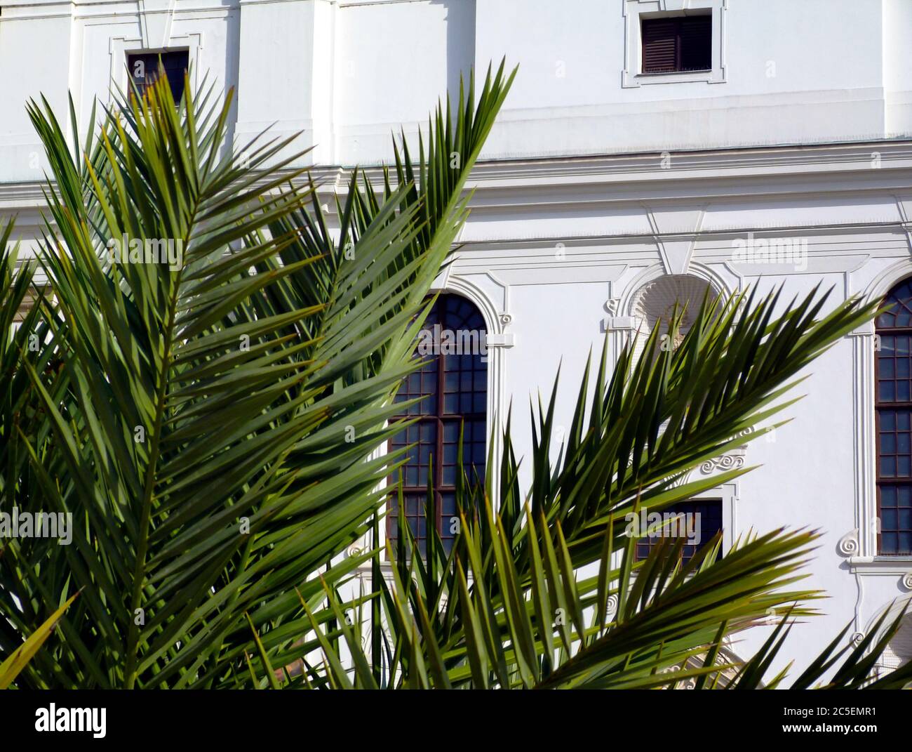 Long leaved potted fresh green palm tree closeup. Mediterranean mood ...
