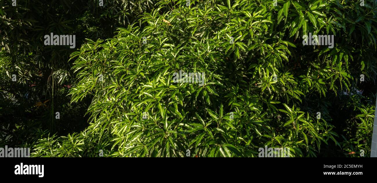 Large, tall and bulky mango tree (Mangifera indica), in the morning sun ...