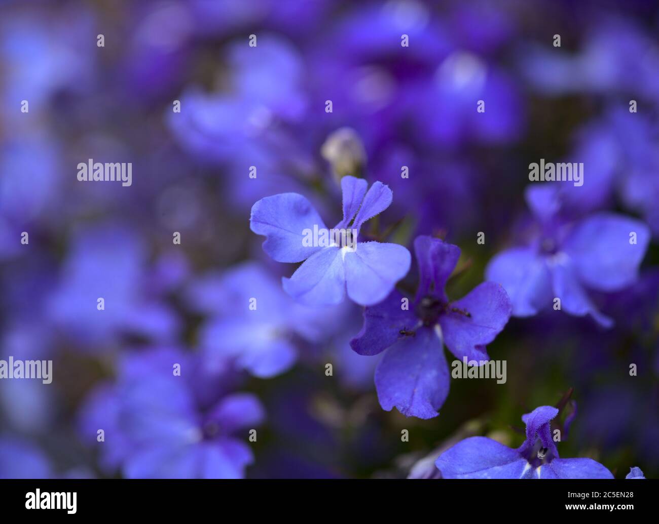 Flowering lobelia natural macro background Stock Photo - Alamy