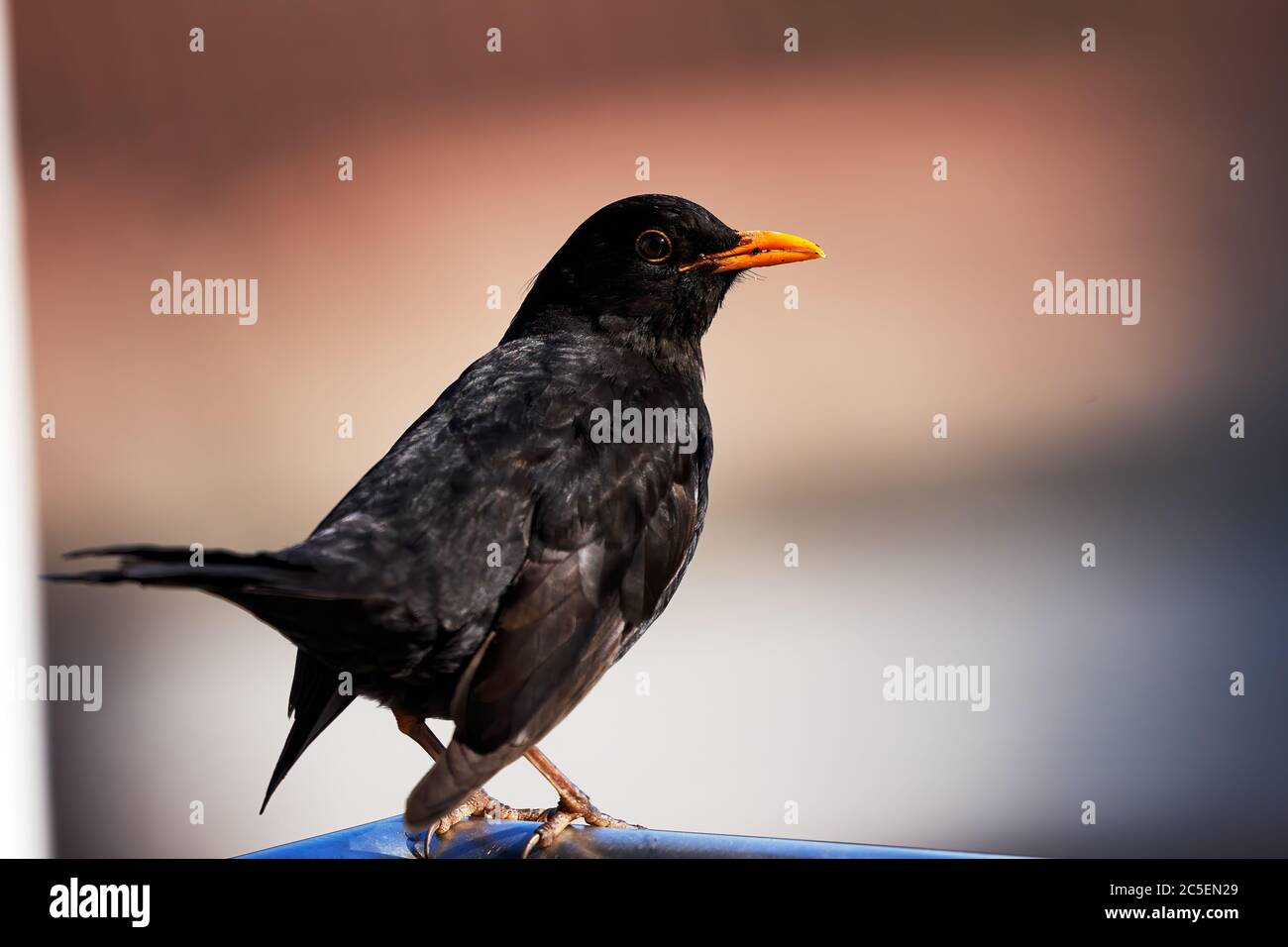 Looking back over his shoulder hi-res stock photography and images - Alamy