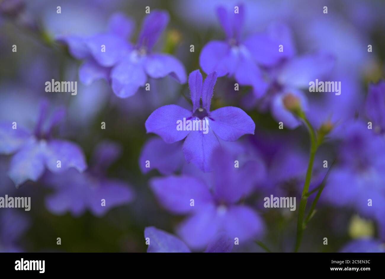 Flowering lobelia natural macro background Stock Photo - Alamy