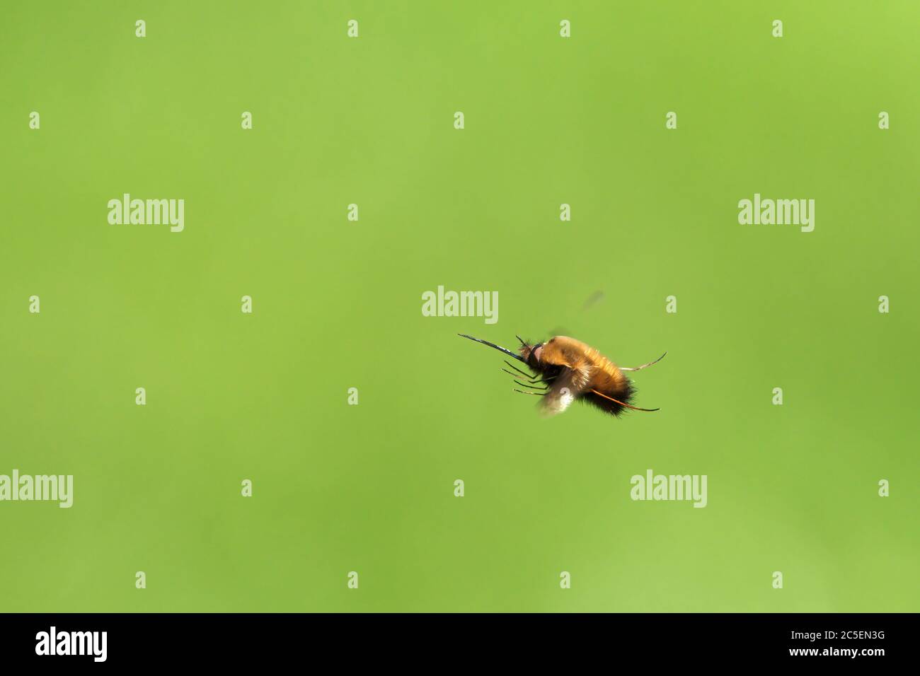 Dotted Bee Fly High Resolution Stock Photography and Images - Alamy