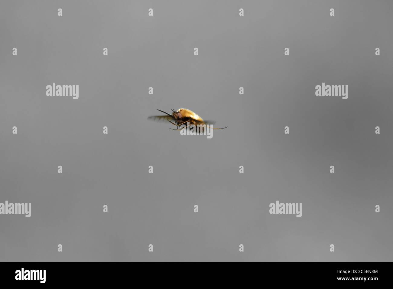 Flying with caught insect hi-res stock photography and images - Alamy