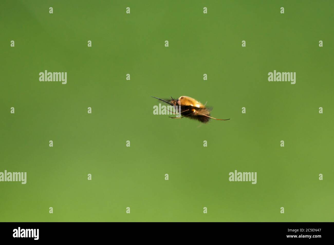 Dotted bee fly hi-res stock photography and images - Alamy