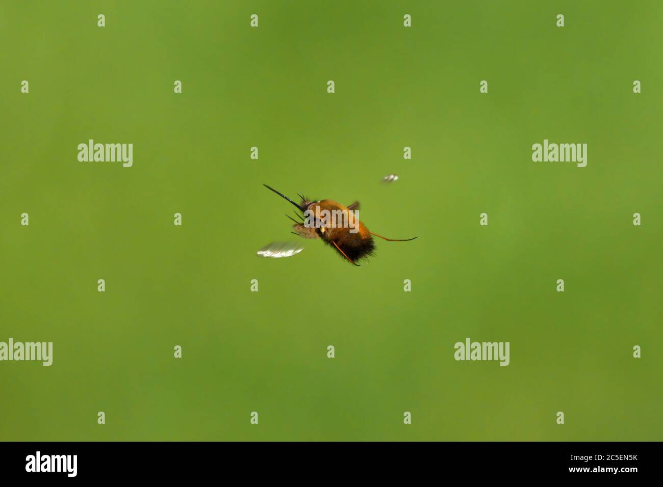 Dotted Bee Fly High Resolution Stock Photography and Images - Alamy