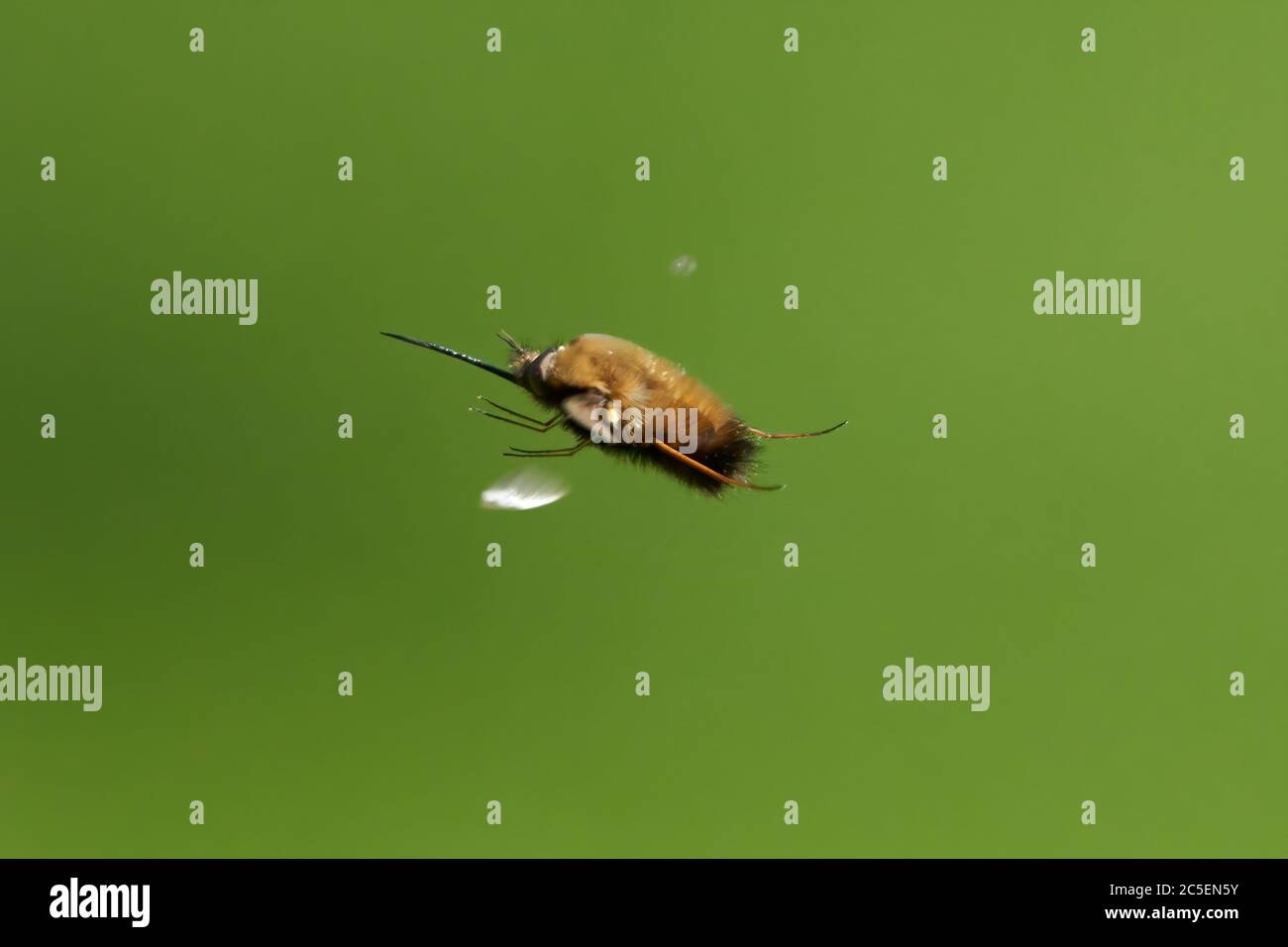 Dotted Bee Fly High Resolution Stock Photography and Images - Alamy