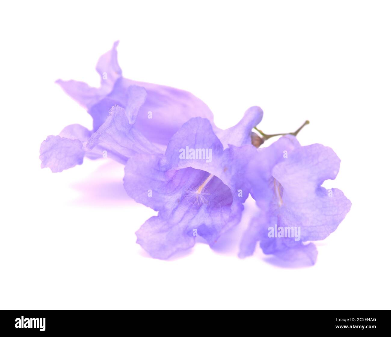 Flowers of blue jacaranda, Jacaranda mimosifolia, isolated on white ...